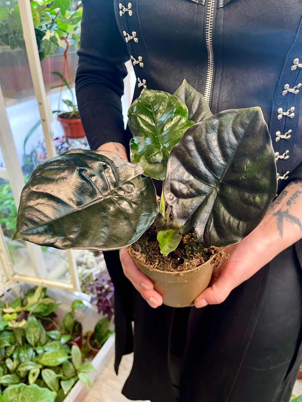 Alocasia Infernalis Black Magic Plantmania